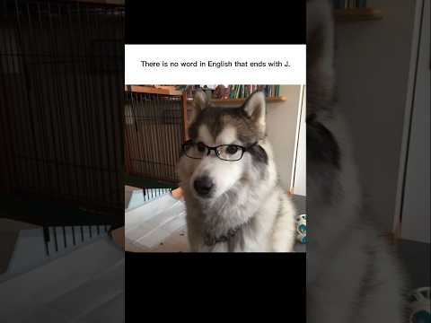 No Word End in J #memes #funnymemes