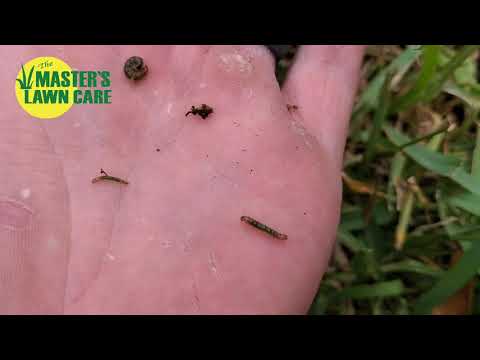 How to identify sod webworms and how to control them