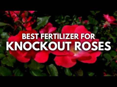 Best Fertilizer For Knockout Roses - Blooming and Glowing