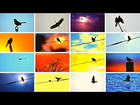 Birds silhouettes