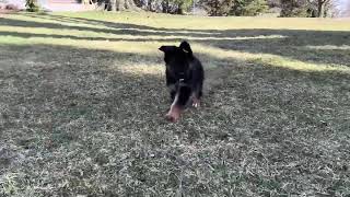 Violet - Shepherd Kingdom