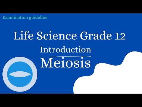 Life science Grade 12 | Meiosis | Examination guideline | Full explanations