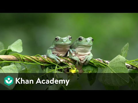 Reproduction in Frogs | Structural Organisation in Animals | Biology | Khan Academy