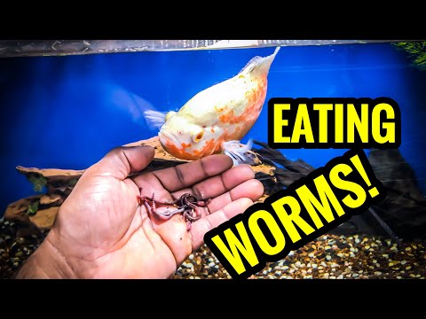 My Oscar Cichlid Eats Worms