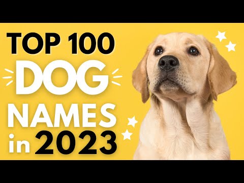 Dog Names BLOWING UP in 2023!🎉 Male and Female Dog Names