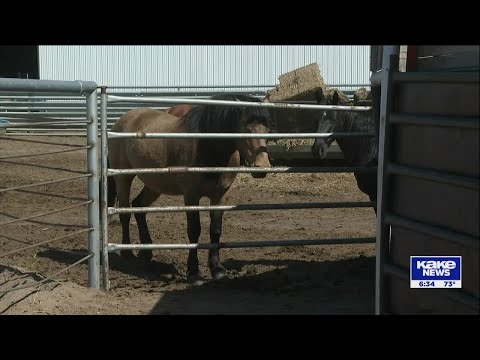 BLM Pulling Wild Horses from Hutchinson Correctional Facility ...