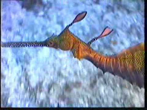 Weedy Sea Dragon
