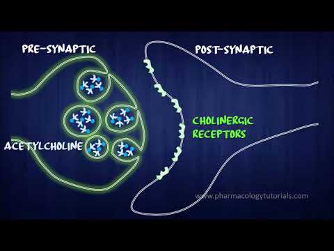 Toxicology of Acetylcholinesterase Inhibitors (I) - Neurotransmission
