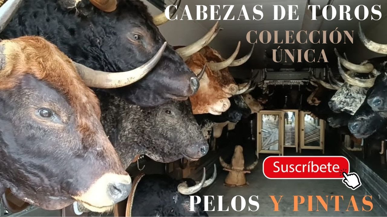CABEZAS DE TORO | COLECCIÓN ÚNICA | ✅✅ #cabezasdetoro #taxidermia #toros #cabezasdetorosdepamplona