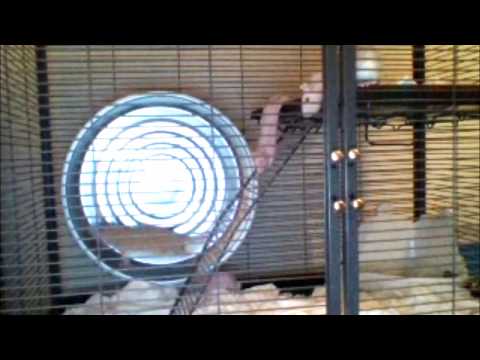 Rat on Metal 16 Inch Exercise Wheel