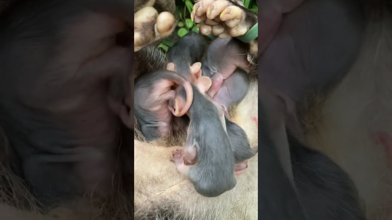 9 Baby Opossum Survived in Their Mom's Pouch