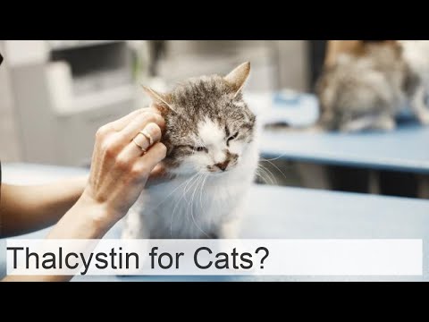 Can Thalcystin be used for cats? - Answer!