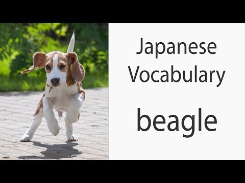 How to say "Beagle" (the dog breed) in Japanese