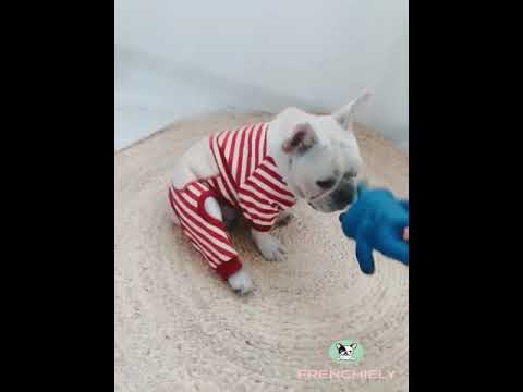 Dog Pajamas Onesie for French Bulldogs