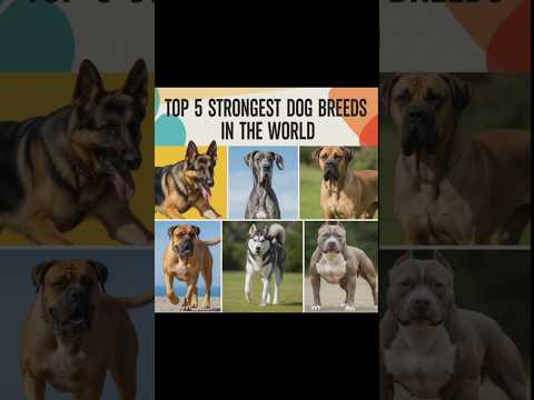 top 5 strongest dogs in the world. #dogs #strongest #breed