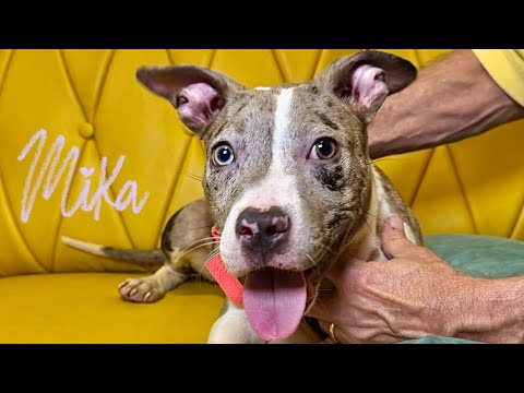 Dog for adoption - Mika pittie princess puppy, a Pit Bull Terrier ...