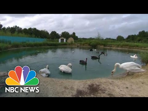 How This Bird Sanctuary Is Protecting Its Flock From Hurricane Florence | NBC News