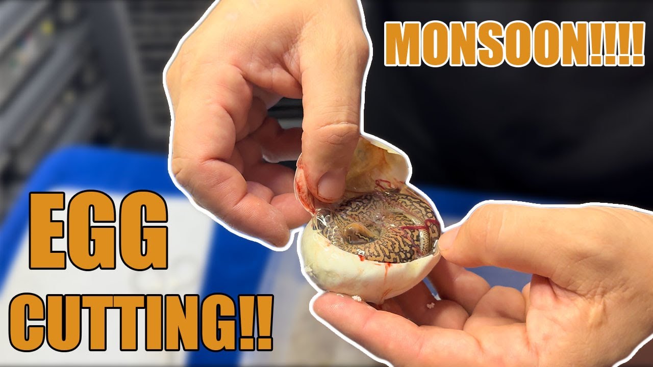 Monsoon Egg Cutting!! #ballpython #snakes #eggcutting