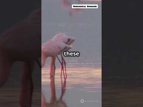 Pink flamingo 🦩 are itself a miracle #biologicalbukhari