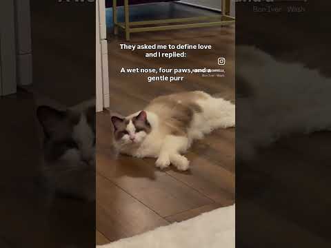 The True Definition of Love..🥹🐱❤️💕 #cat #cats #viral #love
