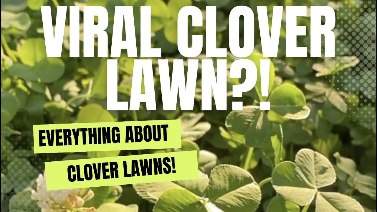 EVERYTHING YOU EVER WANTED TO KNOW ABOUT CLOVER LAWNS