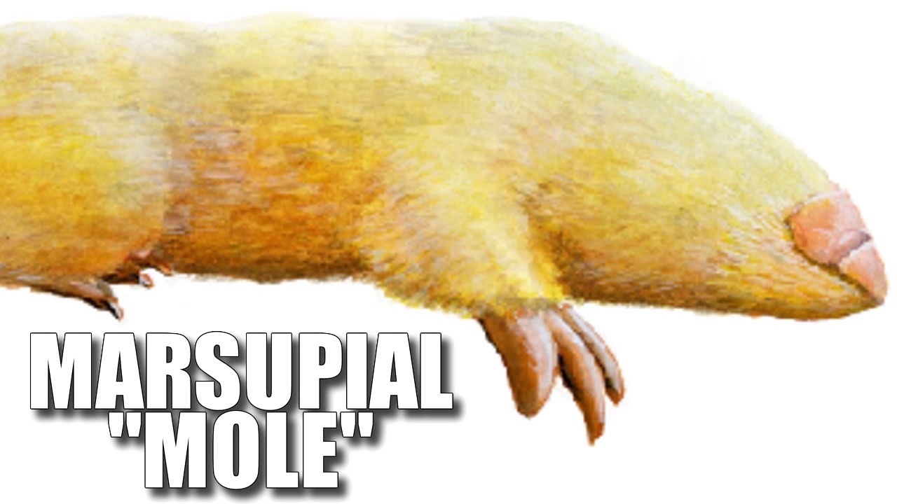 Marsupial Mole Facts: NOT Really a 