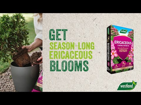 Get season long Ericaceous blooms with Westland's Ericaceous Planting & Potting Mix
