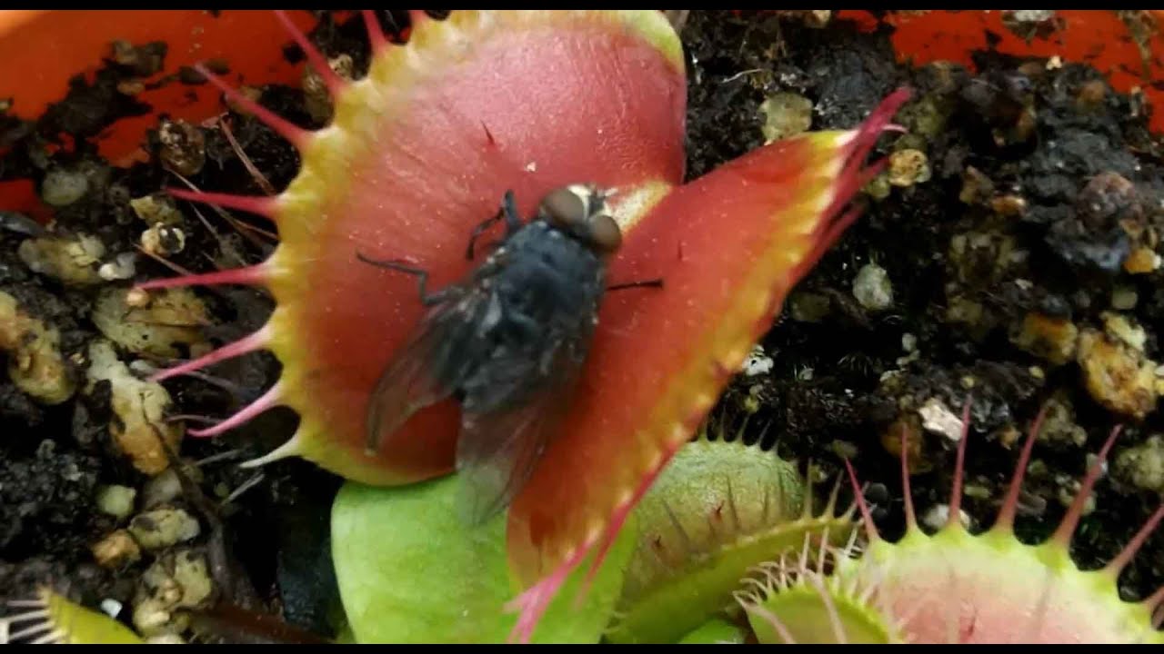 Venus Flytrap Eats Fly 3