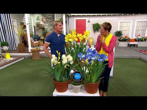 Phillip Watson Designs 3-Piece Reblooming Bearded Iris Bulbs on QVC