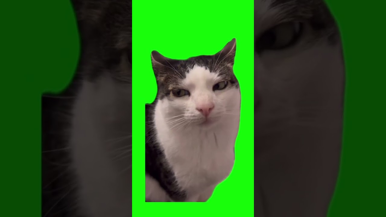 Green Screen Angry cat | Green Screen video | Green Screen cat | #chromakey #greenscreen