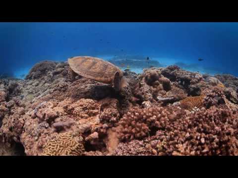 Using the best available science to protect the Reef