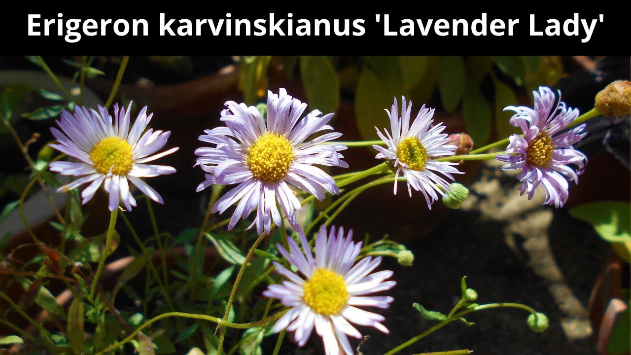 Erigeron karvinskianus 'Lavender Lady'