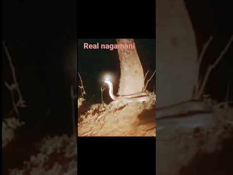 real nagamani #trending #viral #subscribe #
