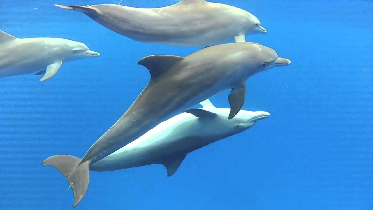 Dolphins mating in the wild