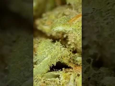 4clabs ultra sour the flower 🌸 medical cannabis