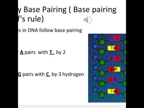 The nitrogenous bases of DNA