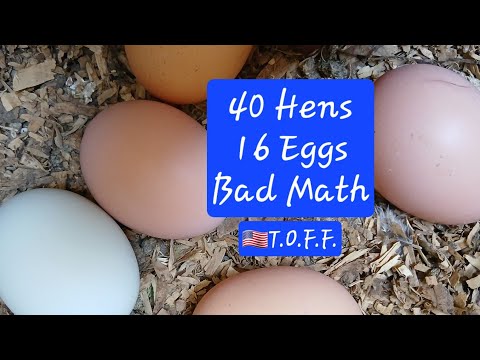 40 Chickens=16 Eggs Is Bad Chicken Math! Our Little Poultry Farm...Where Eggs Are Always Sold Out!