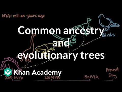 Common ancestry and evolutionary trees (video) | Khan Academy