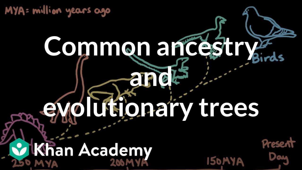 Common ancestry and evolutionary trees | Evolution | Middle school biology | Khan Academy