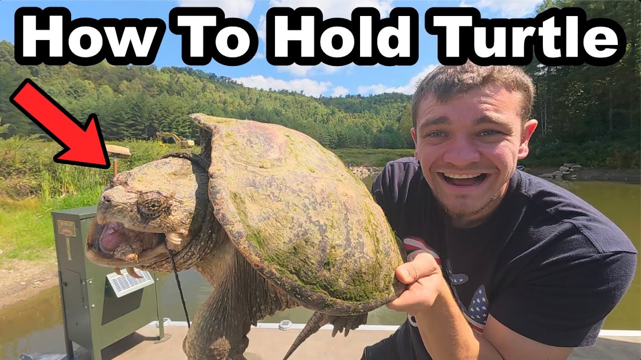 How To Hold a Snapping Turtle for Beginners!