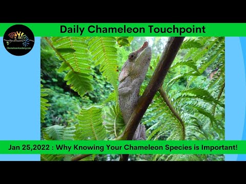 So Many Different Species of Chameleons!