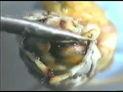 Insect Head and Its Parts