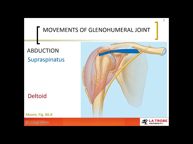 Understanding the Glenohumeral Joint: Movements and Innervation ...