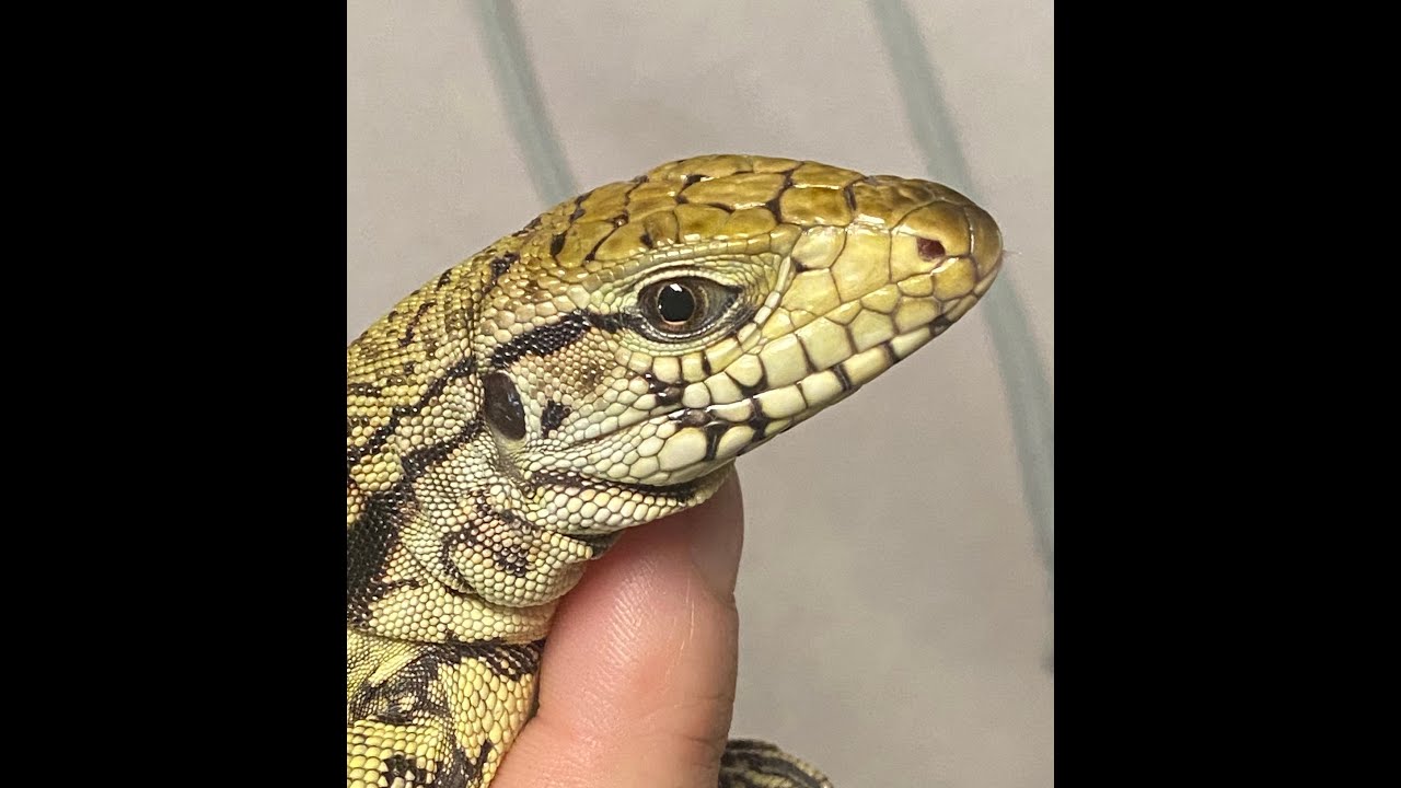Welcome Home! Baby Tegu Setup