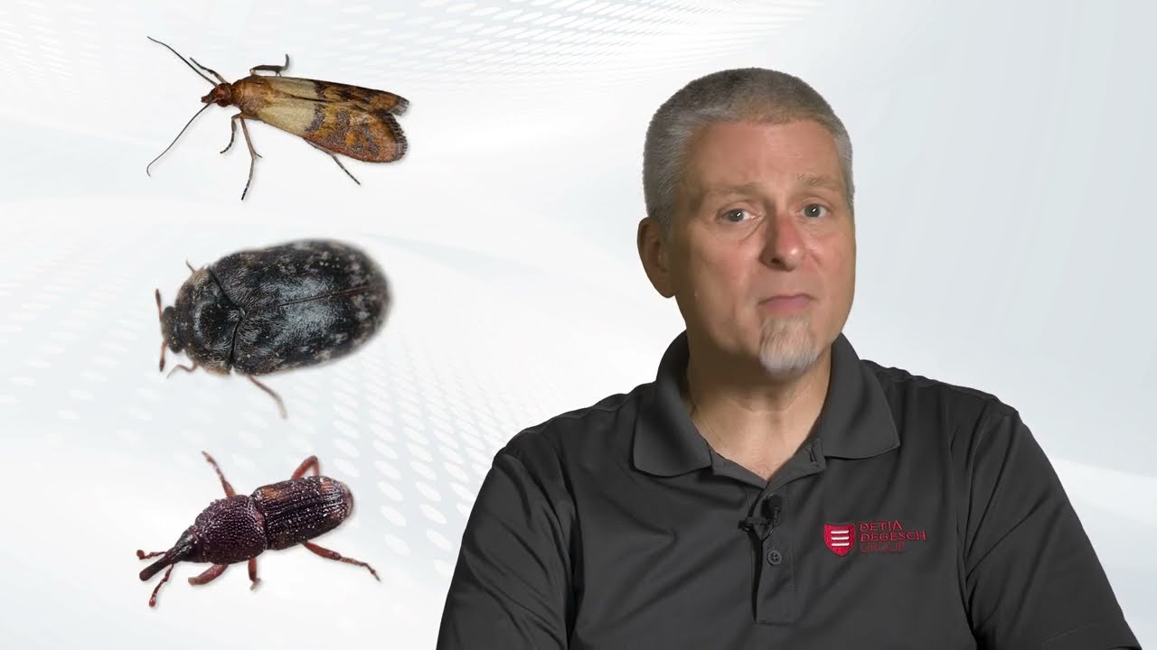 Stored Product Pests: Indian Meal Moth - Identification & Control | Degesch America