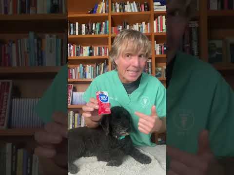 3 more Human Medications Safe and Effective for Dogs #shorts #dog #veterinary #homeremedies