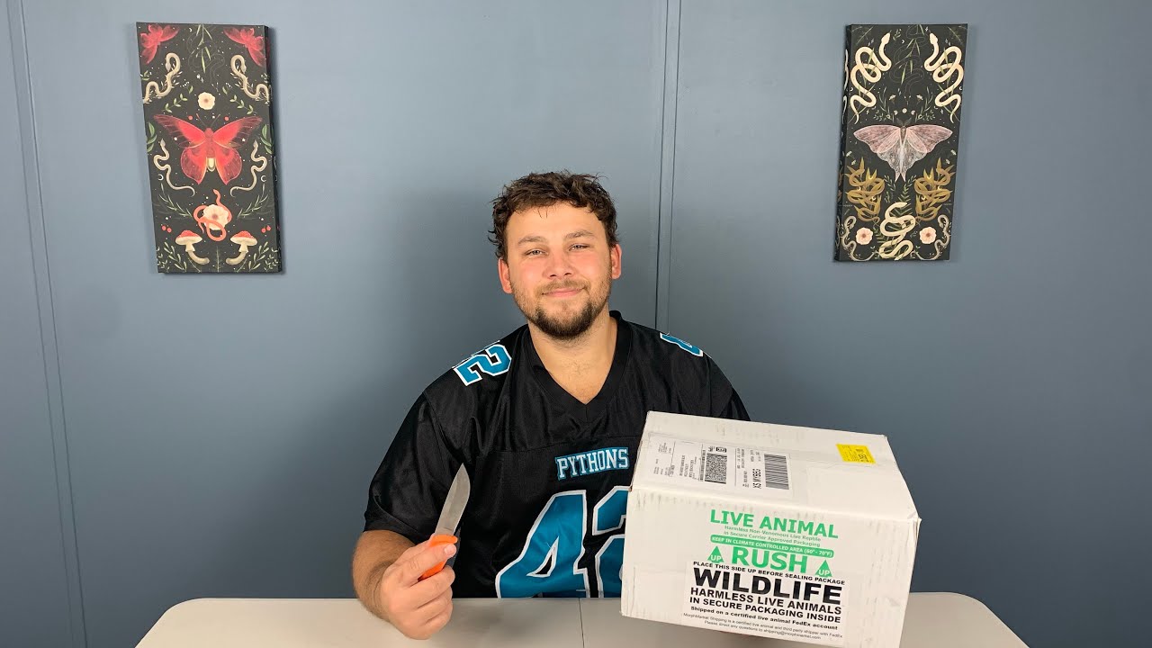 Unboxing Our Future! (new male ball python)