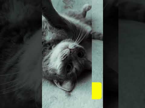 Facts about polydactyl cat #shorts