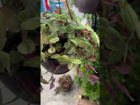 Rare Plant Find at Home Depot! 😍💚🪴✨Full video going up tonight #houseplantshopping #plantshopping