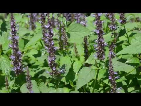 Agastache Astello Indigo